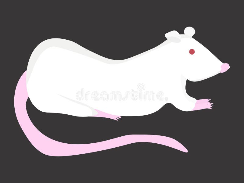 White Lab Rat, Cute Pet Rodent Stock Vector - Illustration of science ...