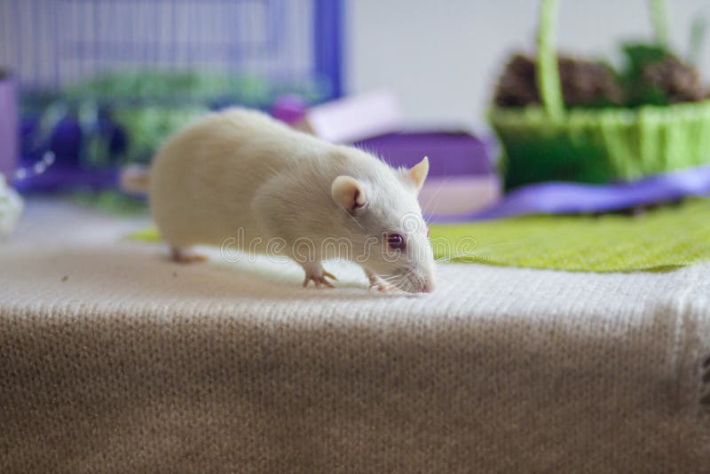 White Lab Rat Running Around Stock Image - Image of nimble, laboratory ...