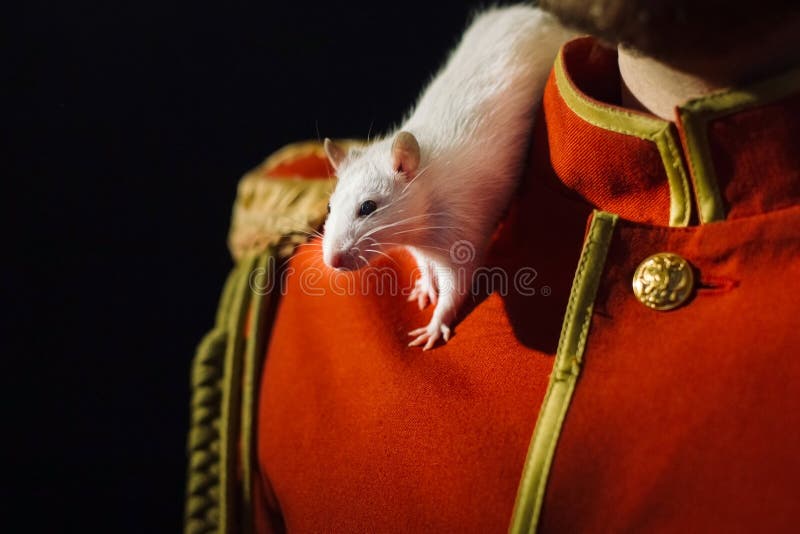 White Lab Rat on the Shoulder Stock Image - Image of nature, holding ...