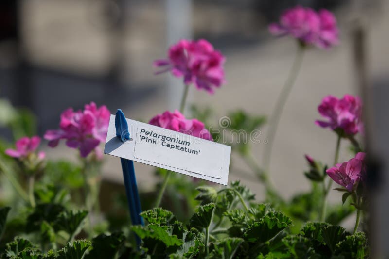 Rose geranium stock photo. Image of houseplants, perennials - 41628326