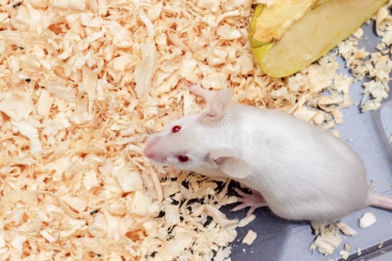 White Laboratory Albino Mouse Sitting in a Plastic Lab Container Stock ...