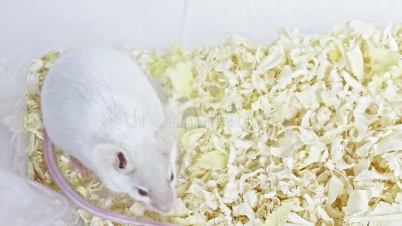 White Laboratory Albino Mouse Sitting in a Plastic Lab Container and ...