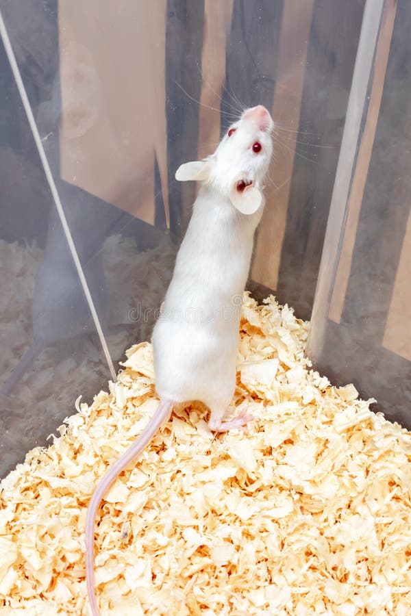 White Laboratory Albino Mouse Sitting in a Plastic Lab Container Stock ...