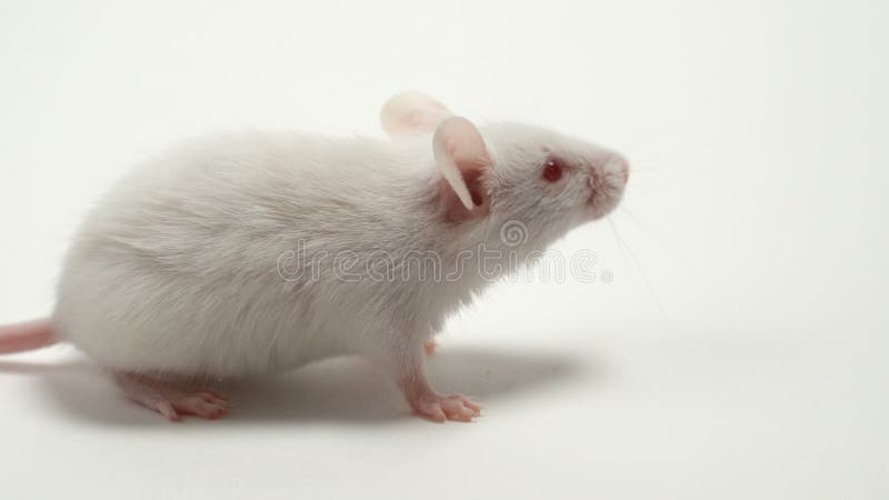 A White Laboratory Mouse Albino As Used in Scientific Experiments ...