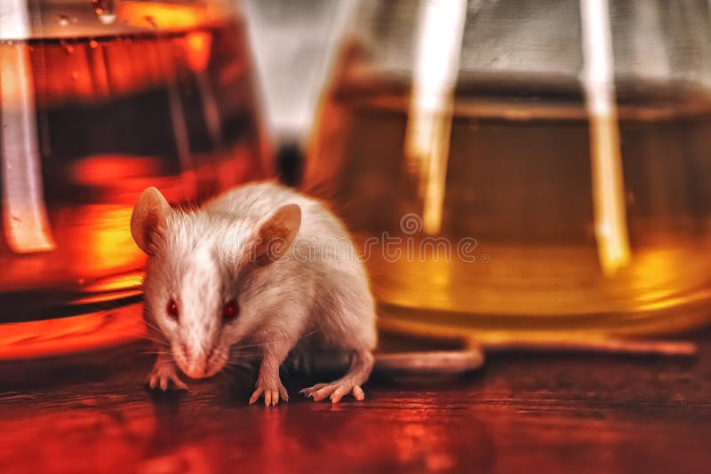 White Laboratory Mouse on the Background of Flasks with Reagents ...