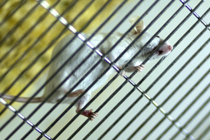 Lab mouse in a cage stock photo. Image of research, animal - 10985986