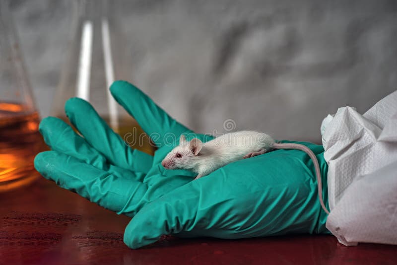 White Laboratory Mouse on the Background of Flasks with Reagents ...