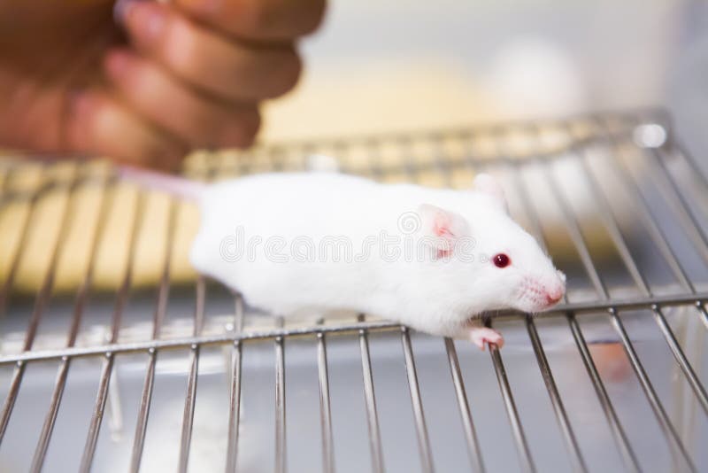 Hands in Medical Gloves Make White Rat Injection Stock Photo - Image of ...