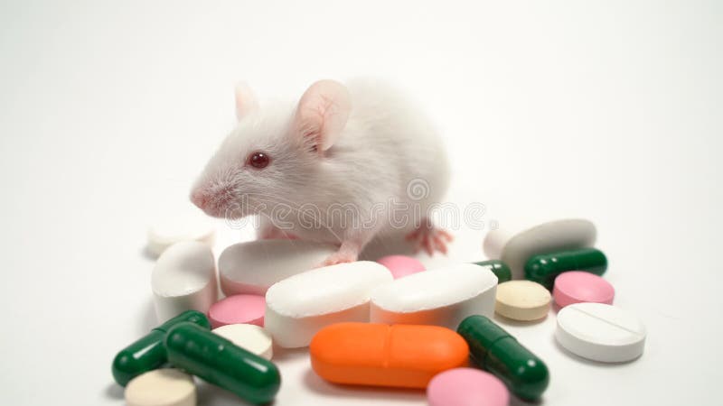 White Laboratory Mouse Near the Multi-colored Tablets. Concept ...