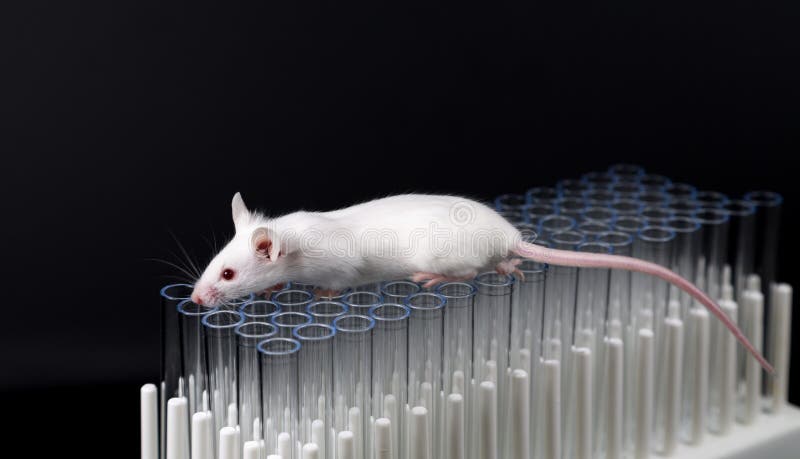 White Lab Mouse Play on Tubes Stock Image - Image of healty, laboratory ...