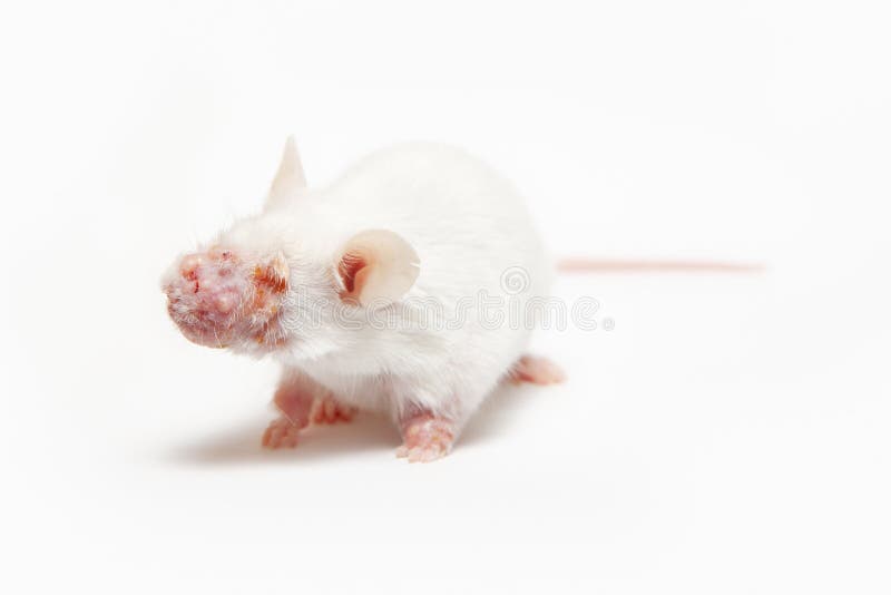 Swollen Mouse Stock Photos - Free & Royalty-Free Stock Photos from ...