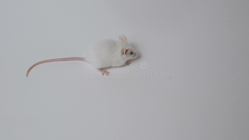 Cute Little Mouse on a White Background Stock Video - Video of ...