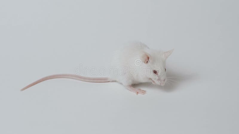 White Laboratory Albino Mouse Sitting in a Plastic Lab Container and ...