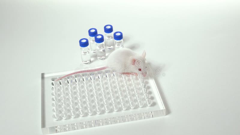 White Laboratory Albino Mouse Sitting in a Plastic Lab Container and ...