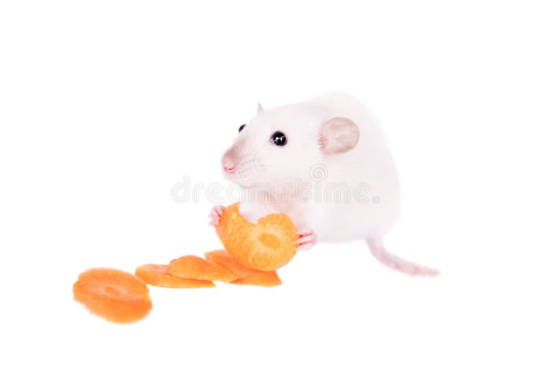 White Laboratory Rat on White Stock Image - Image of cute, small: 42040471