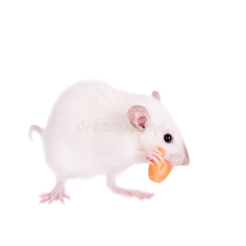 White Laboratory Rat on White Stock Photo - Image of hairy, rodent ...