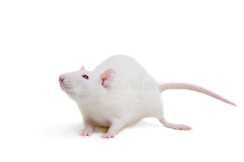 White Laboratory Rat on White Stock Photo - Image of hairy, rodent ...