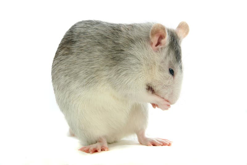 White Laboratory Rat on White Stock Photo - Image of studio, genetic ...