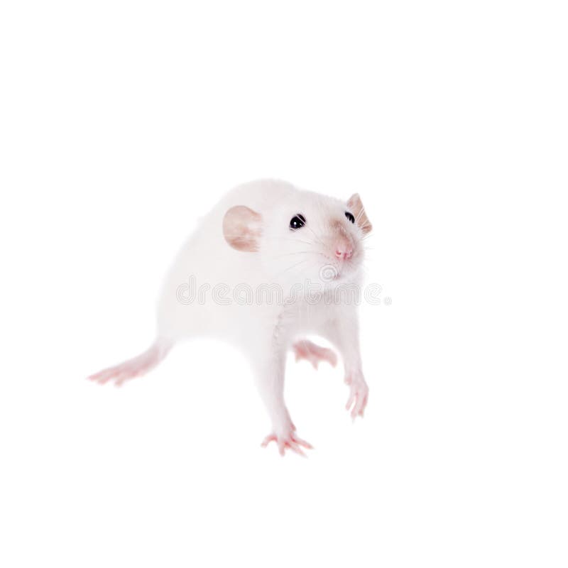 White Laboratory Rat on White Stock Photo - Image of hairy, rodent ...