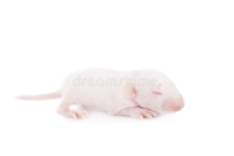 White Laboratory Rat on White Stock Photo - Image of hairy, rodent ...