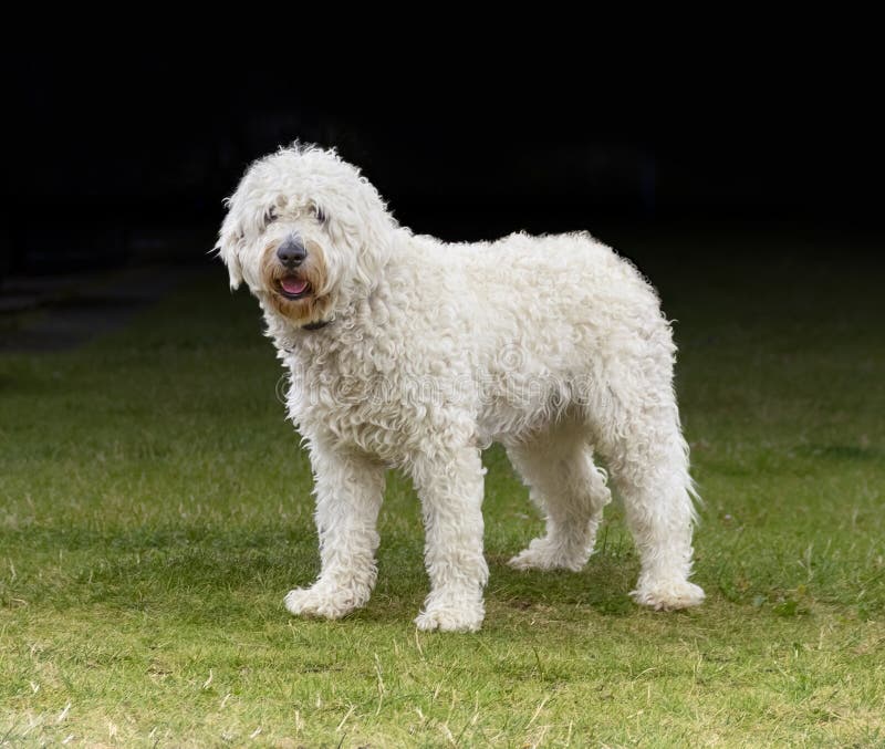 White Labradoodle stock image. Image of white, cute - 167678129
