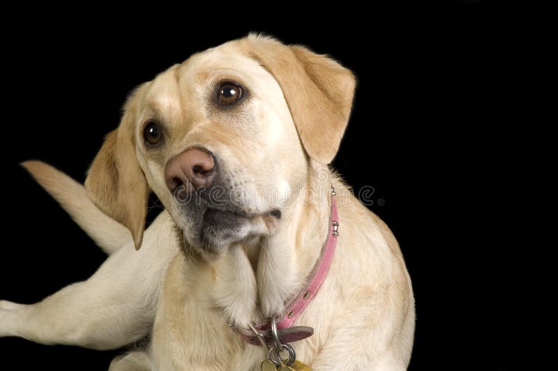 White Labrador Retriever Dog Stock Image - Image of pedigreed, puppy ...