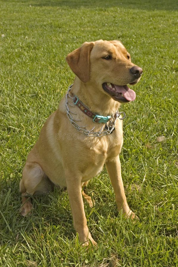 White Labrador Picture. Image: 4670851