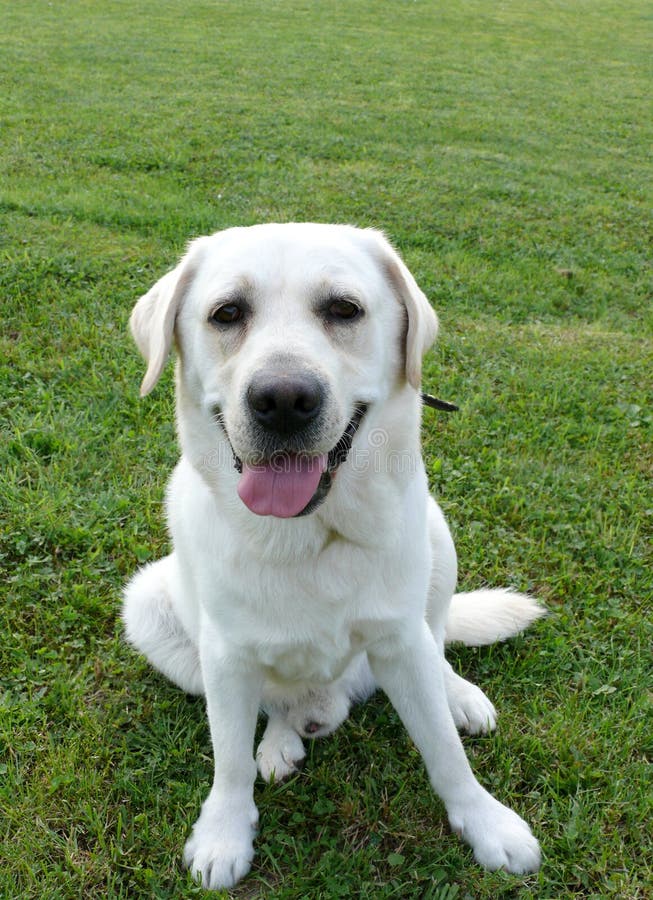 White Labrador Retriever Dog Stock Image - Image of pedigreed, puppy ...