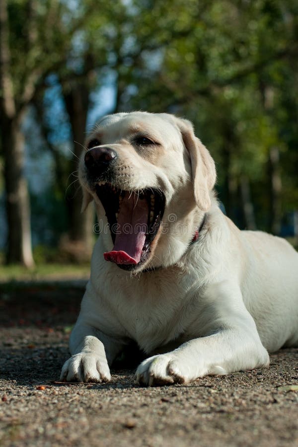 White labrador dog head stock image. Image of mouth, dogs - 71295779