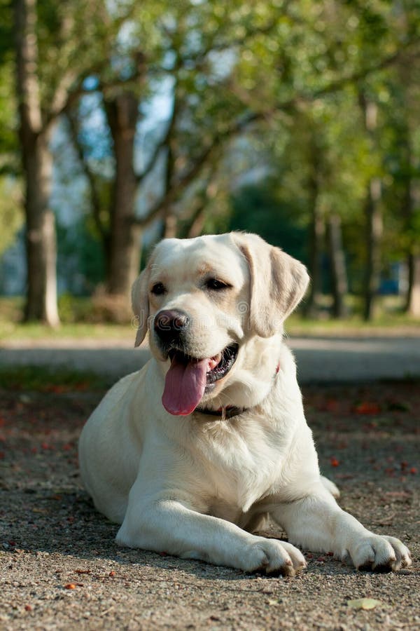 White labrador dog head stock image. Image of mouth, dogs - 71295779
