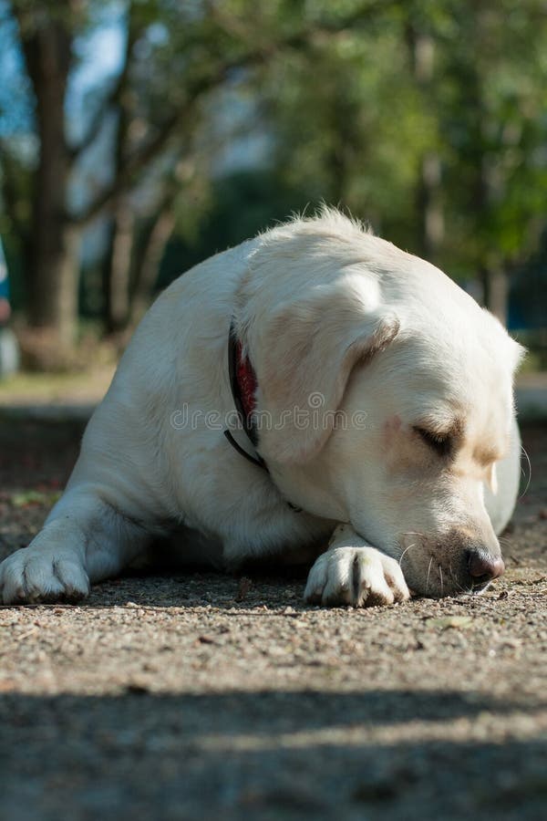 White labrador dog head stock photo. Image of beautiful - 71356040
