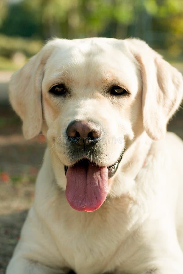 White labrador dog head stock image. Image of purebred - 71361563