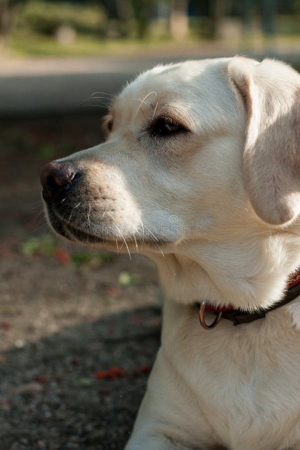 White labrador dog head stock photo. Image of face, retriever - 71365096