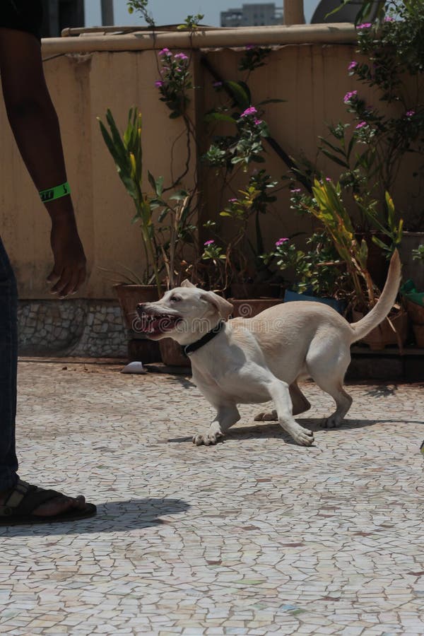 White Labrador Dog is Playing Stock Photo Stock Photo - Image of ...