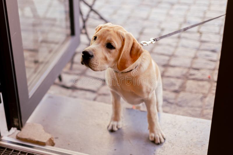 White Labrador Dog on the Street in the City Stock Image - Image of ...