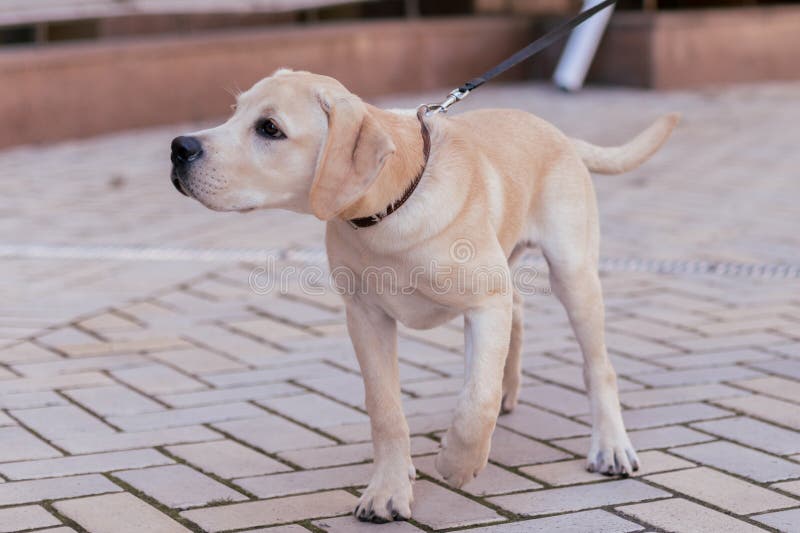 White Labrador Dog on the Street in the City Stock Image - Image of ...
