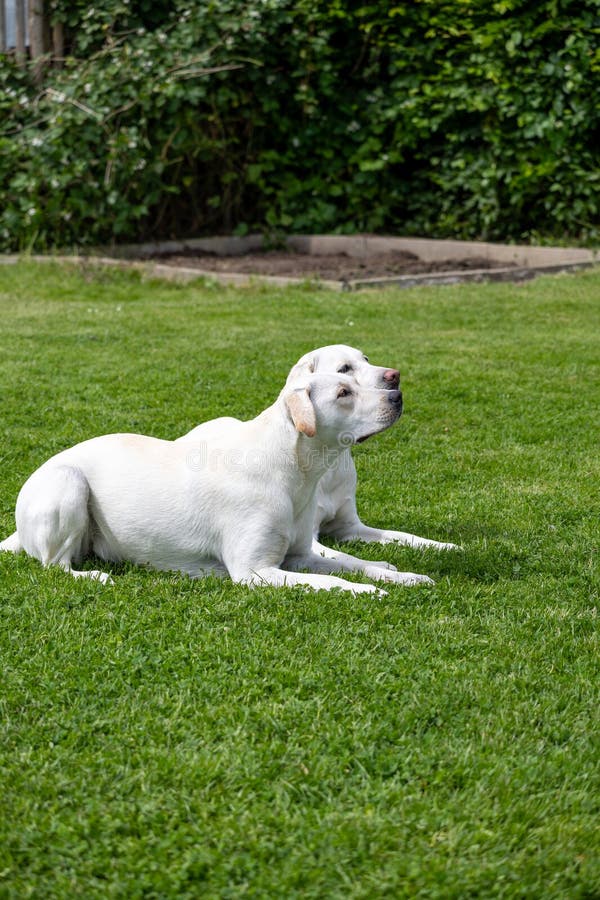 A White Labrador Lies in the Grass Stock Photo - Image of beautiful ...