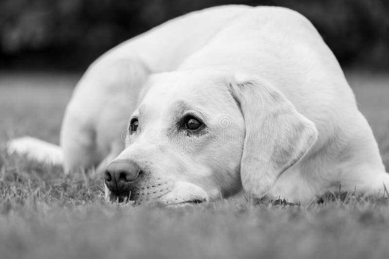 A White Labrador Lies in the Grass Stock Image - Image of summer ...