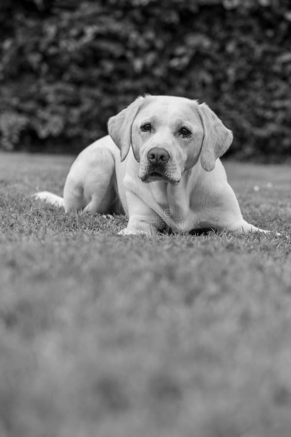A White Labrador Lies in the Grass Stock Photo - Image of outdoors ...