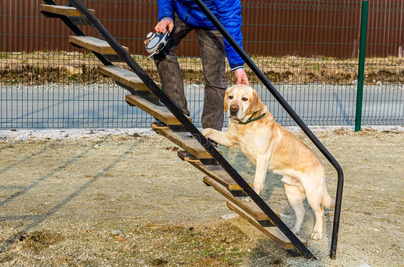 White Labrador on the Playground for Training Dogs Stock Image - Image ...