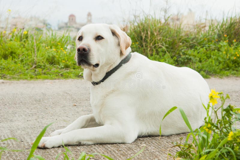Labrador Retriever White