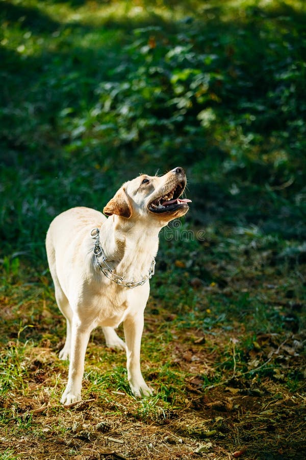 White Labrador Retriever Dog Looking Up, Forest Stock Photo - Image of ...