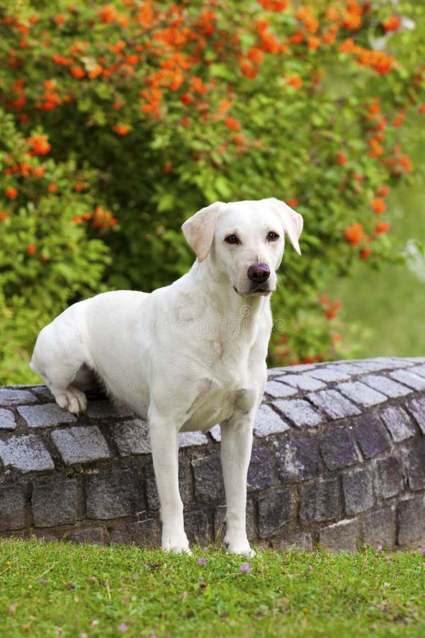 White Labrador Retriever Female Stock Photo - Image of animal, closeup ...