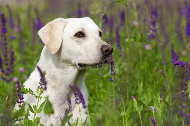 White Labrador Retriever Female Stock Photo - Image of animal, closeup ...