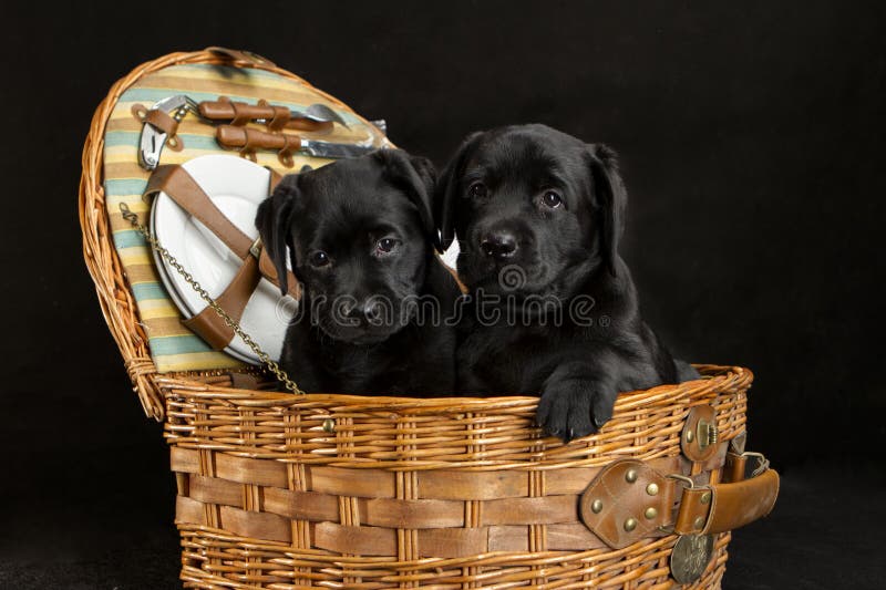 Puppies in a box stock image. Image of puppy, labrador, labs - 62013
