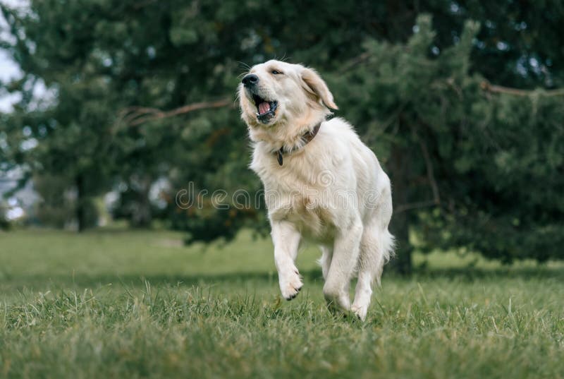White Labrador Retriever Running on Green Grass in the Park Stock Image ...