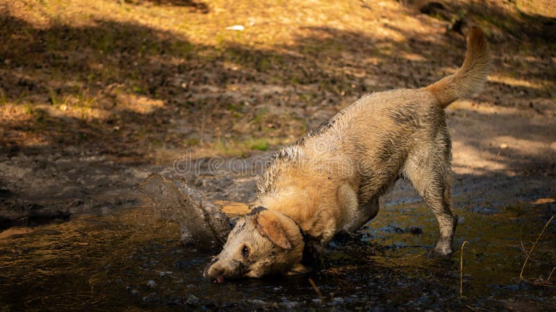 White and Dirty Labrador Retriever Resting in the Puddle. Stock Photo ...
