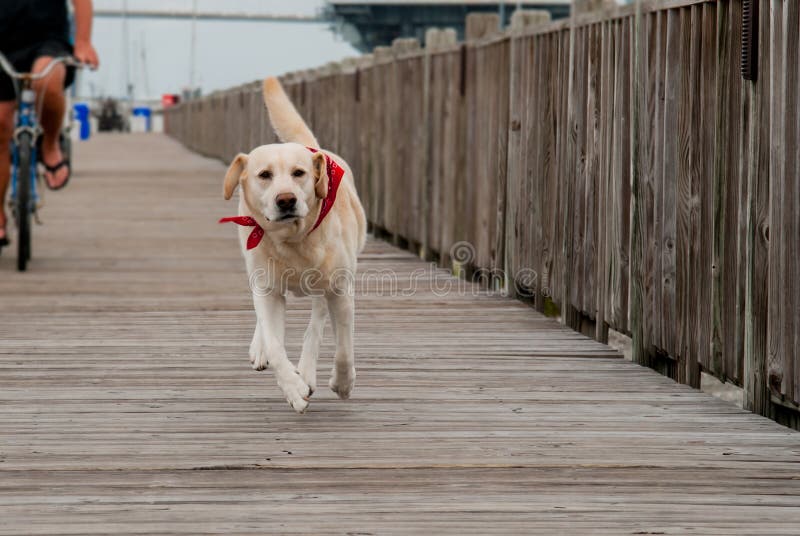A White Labrador Retriever Running Down a Boardwal Stock Photo - Image ...