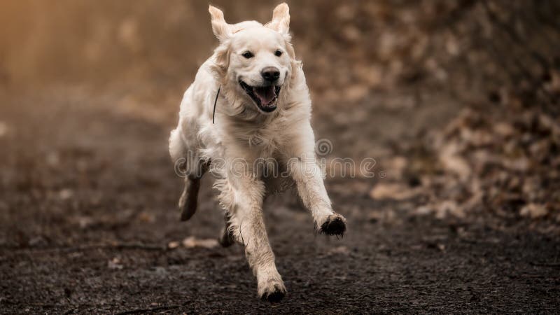 White Labrador Retriever Female Stock Photo - Image of animal, closeup ...