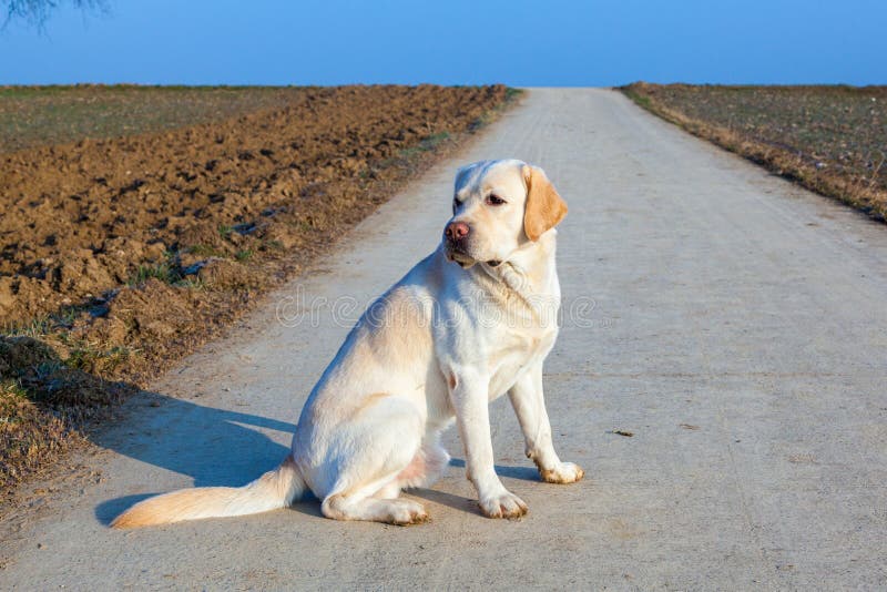 White labrador sitting stock image. Image of labrador - 256128329